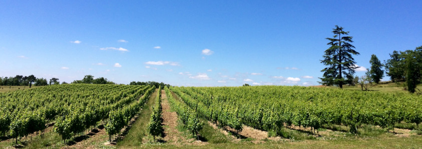 Vignoble Sud Ouest : tout savoir sur les vins du Sud Ouest