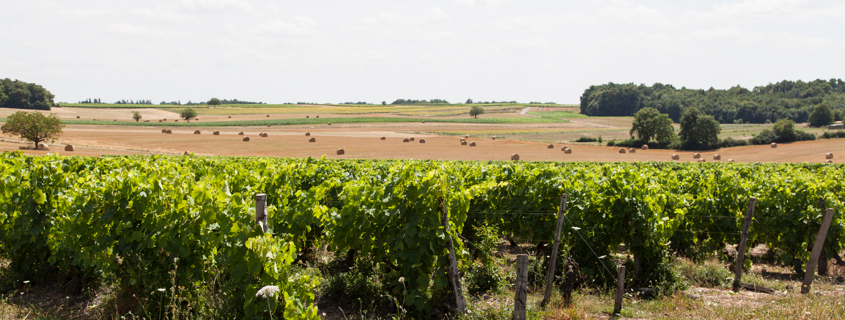 Vignoble Poitou-Charentes : tout savoir sur les vins du Poitou-Charentes