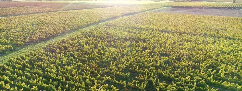 Vignoble Rive Droite : tout savoir sur les vins de la Rive Droite