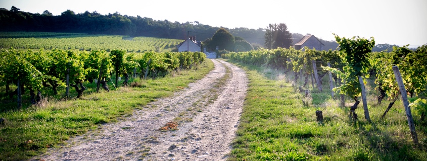 Vignoble Touraine : Tout savoir sur les vins de la Touraine