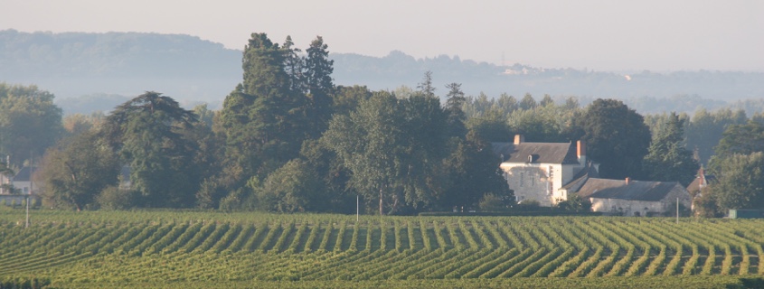 Vignoble Touraine : Tout savoir sur les vins de la Touraine
