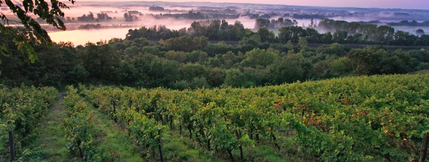 Vignoble Anjou Saumur : tout savoir sur les vins de l'Anjou Saumurois