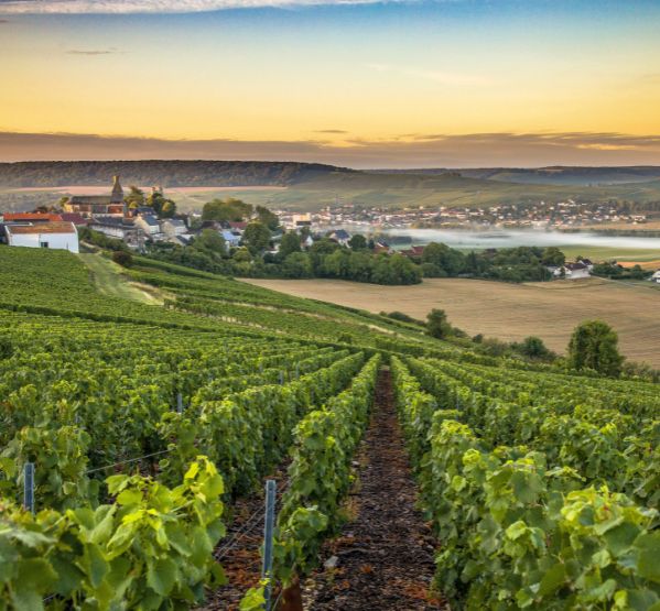 Visiter la Champagne : les incontournables ⭐️ 2026